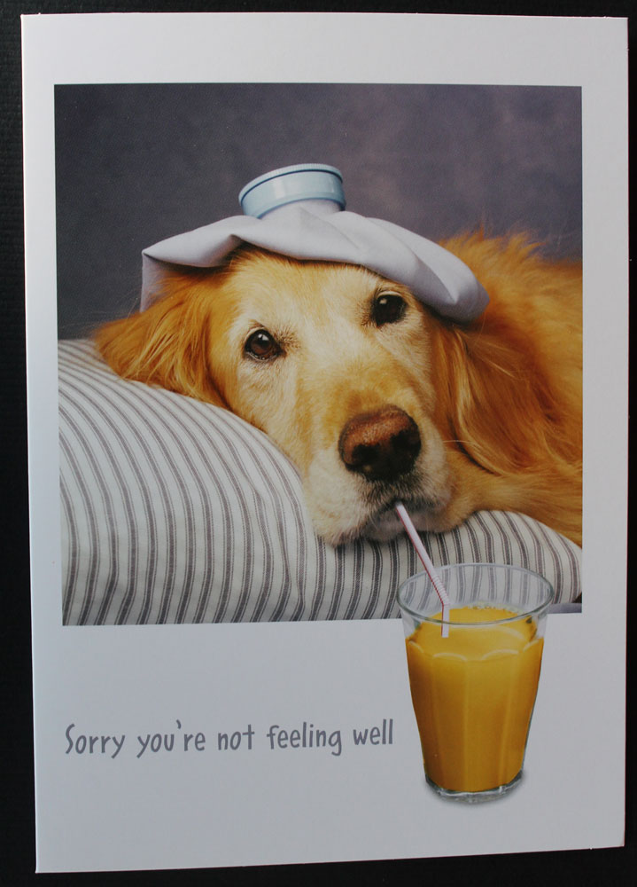 Dog Not Feeling Well